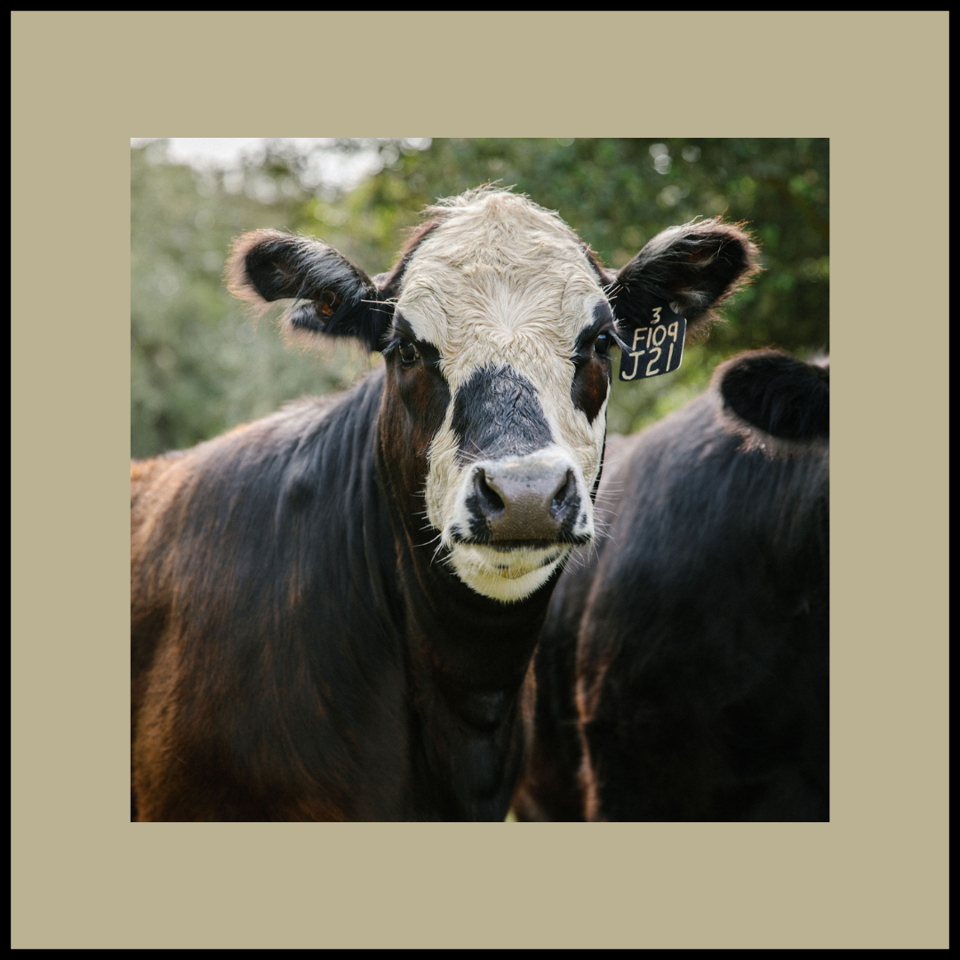 Tier Two– Pine Cone Foundation